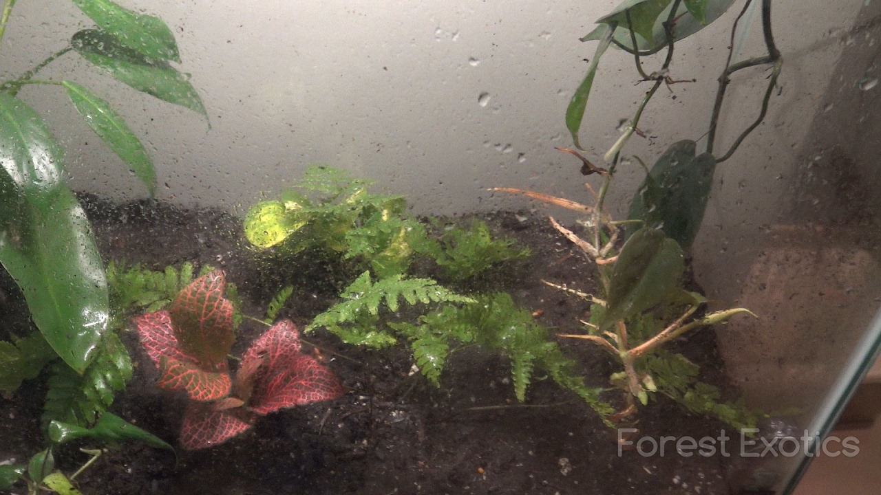 ADDING PLANTS TO MY FROG TERRARIUM - YouTube