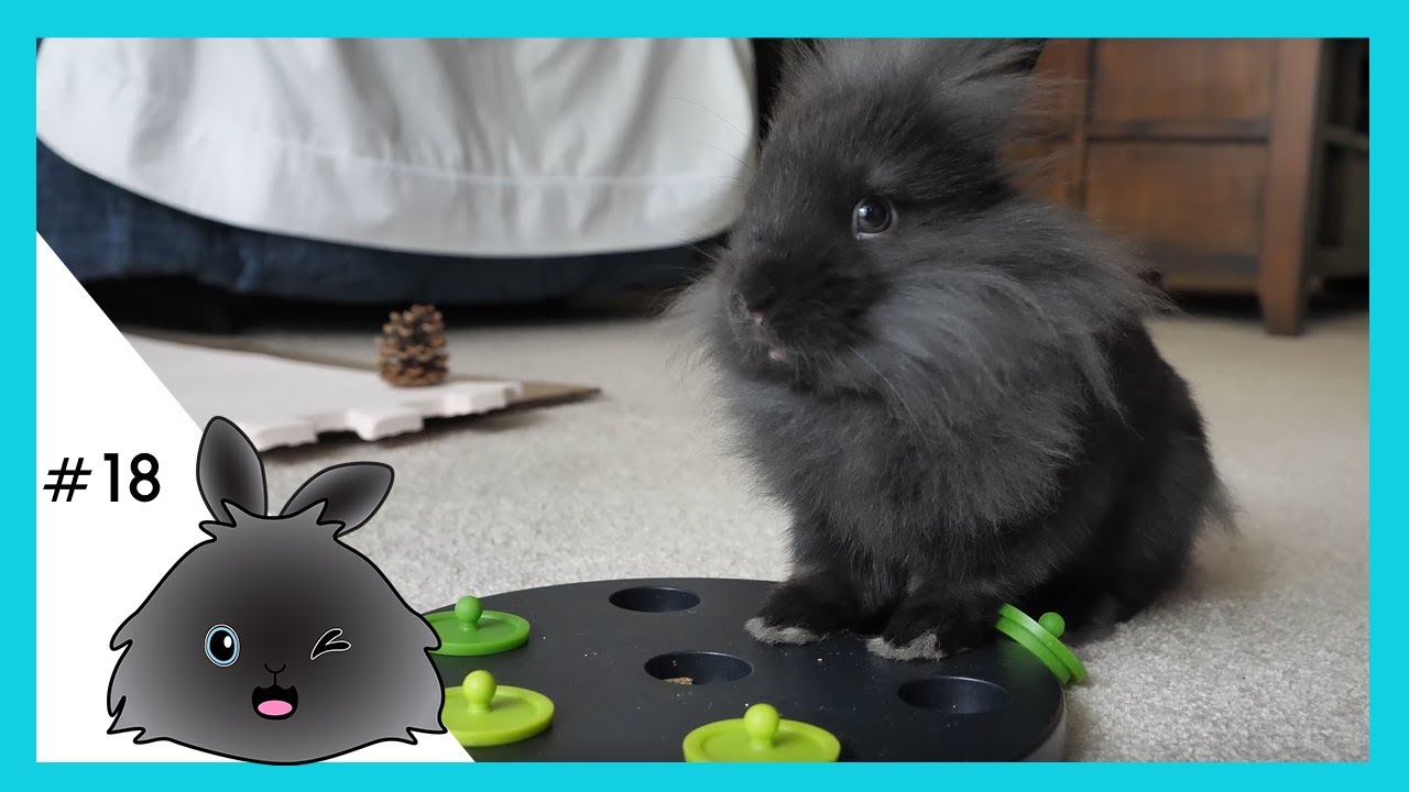 Bunny/Rabbit review on the Trixie Snacky Board Game | Vlog #18 | Akira ...