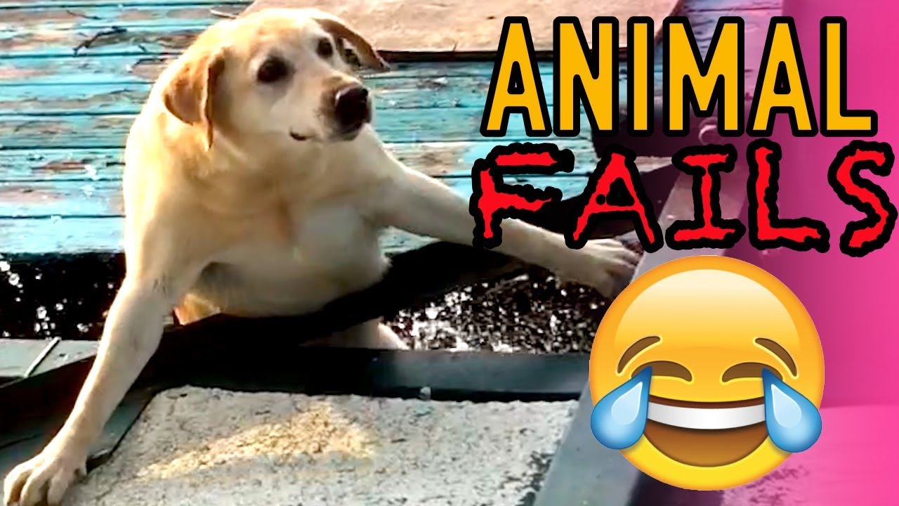 INSANE ANIMAL FAILS AND BLOOPERS! | Viral Animal Fails Caught On Camera ...