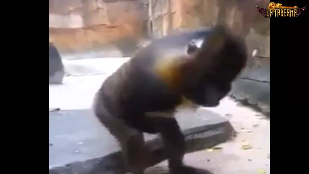 Radiock La Taberna - Pinche Chango - El Mandril - YouTube