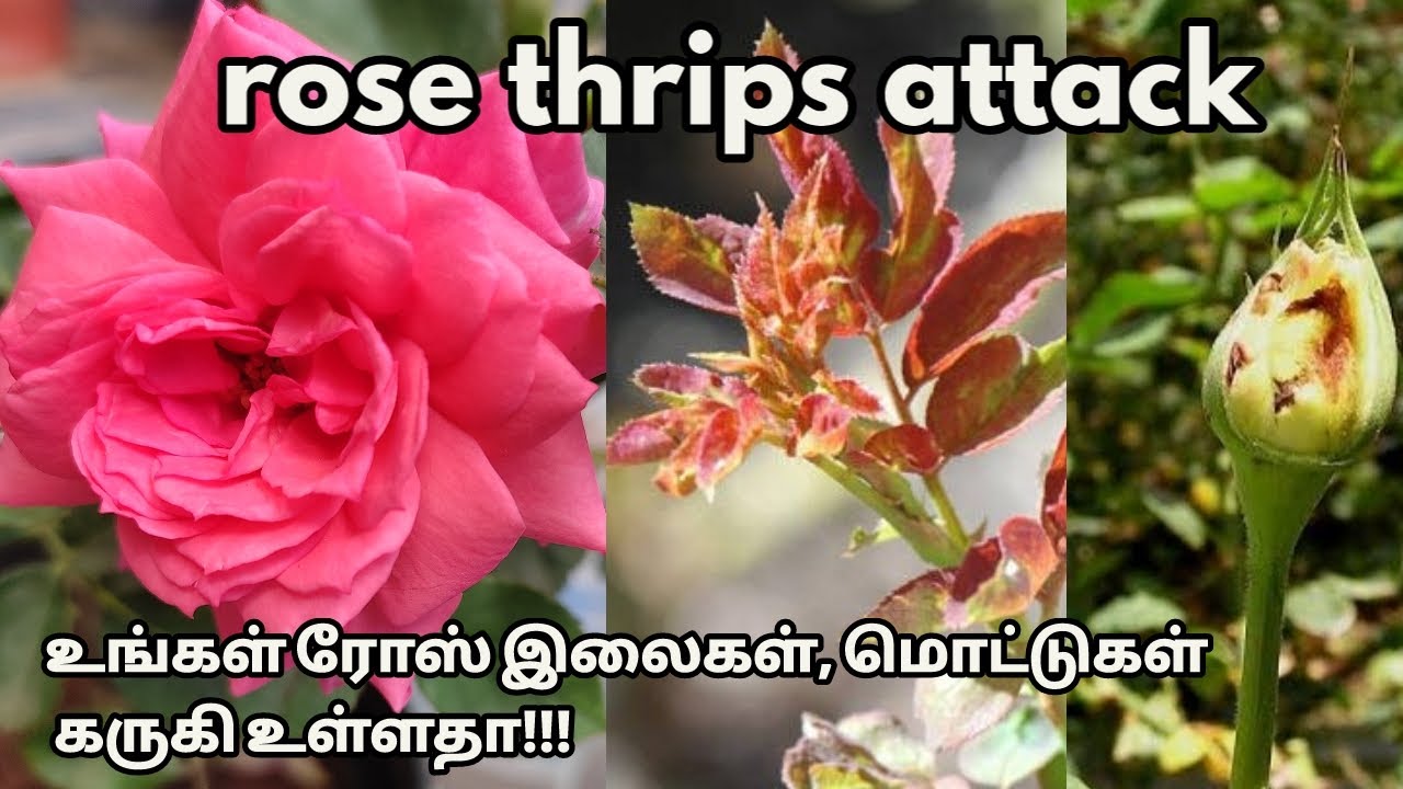 How to control thrips on rose plant? / organic treatment / rose thrips ...