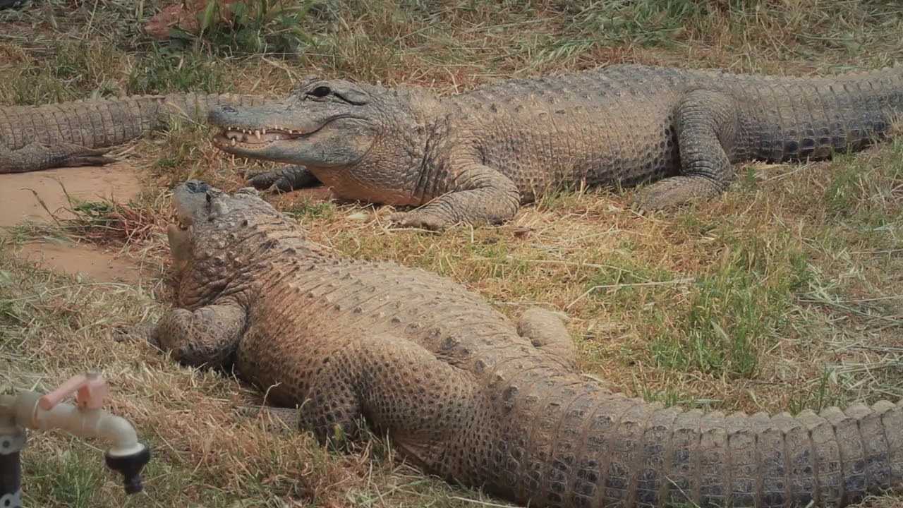 Attica Zoological Park | Mamals, reptiles and birds | Marathon - YouTube