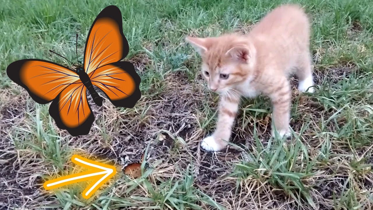 Cute Kitten Chasing a Butterfly🦋😻 - YouTube