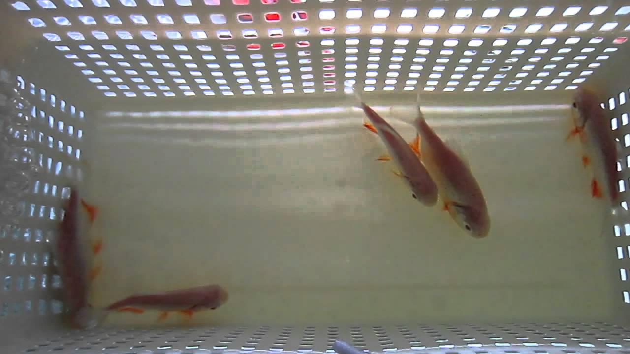 Albino Red Pacu - 09042012 - YouTube