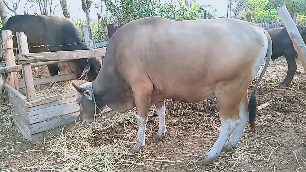 Lembu Qurban - YouTube