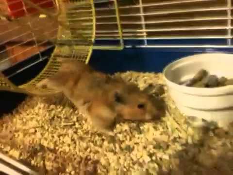 Sam the hamster - YouTube