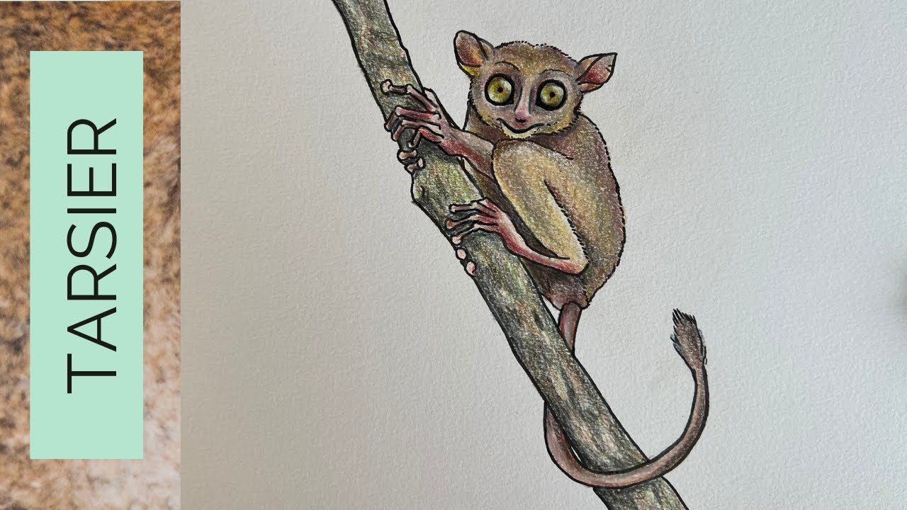 How to draw a TARSIER - YouTube