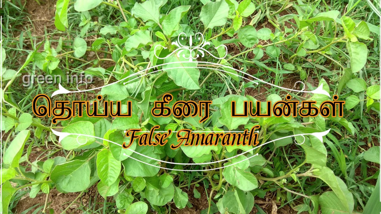 தொய்ய கீரை பயன்கள் களை செடி என்று விட்டுடாதீங்கள் || False Amaranth ...
