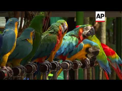 Exotic aviary recognised with world record - YouTube