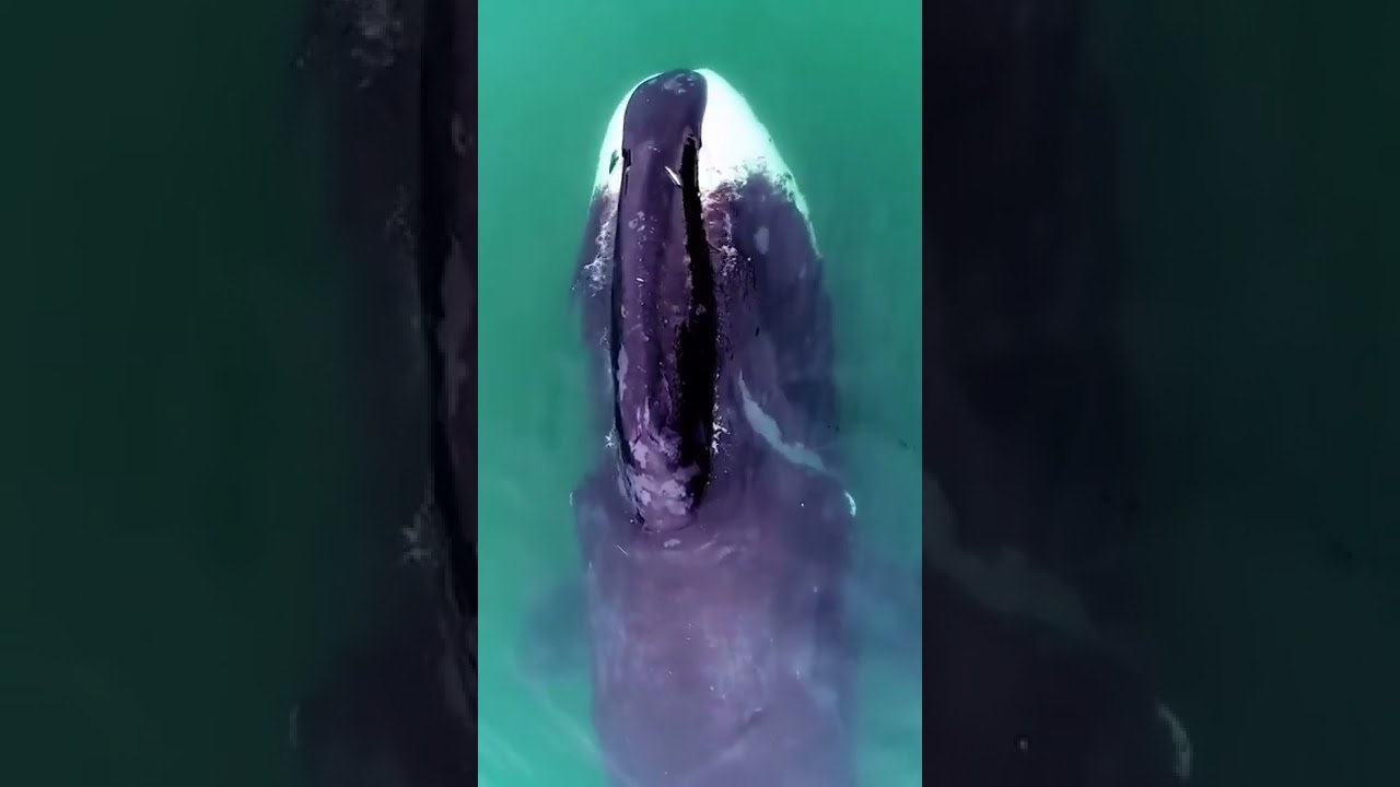 Marine bowhead whales can reach 21 meters in adult size🐳#sea#fish#whale ...