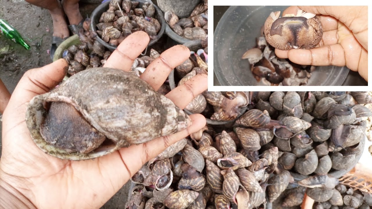 PROCESSING SNAILS FOR EXPORT // HOW TO WASH SNAIL without AN ALUM TO ...