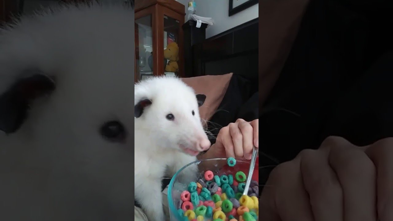 Pet Possum Eats Cereal || ViralHog - YouTube