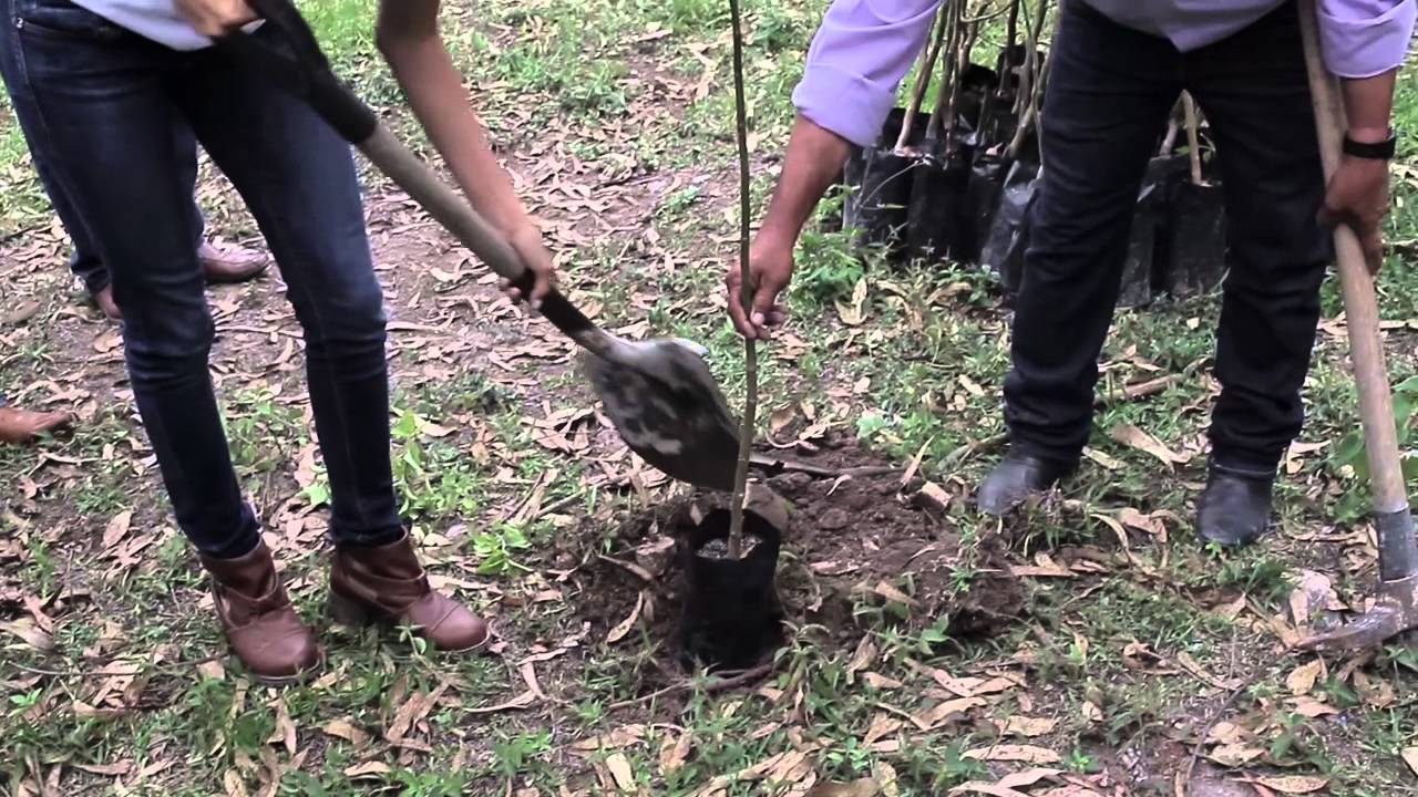 Siembran árboles de linaloe en Amojileca - YouTube