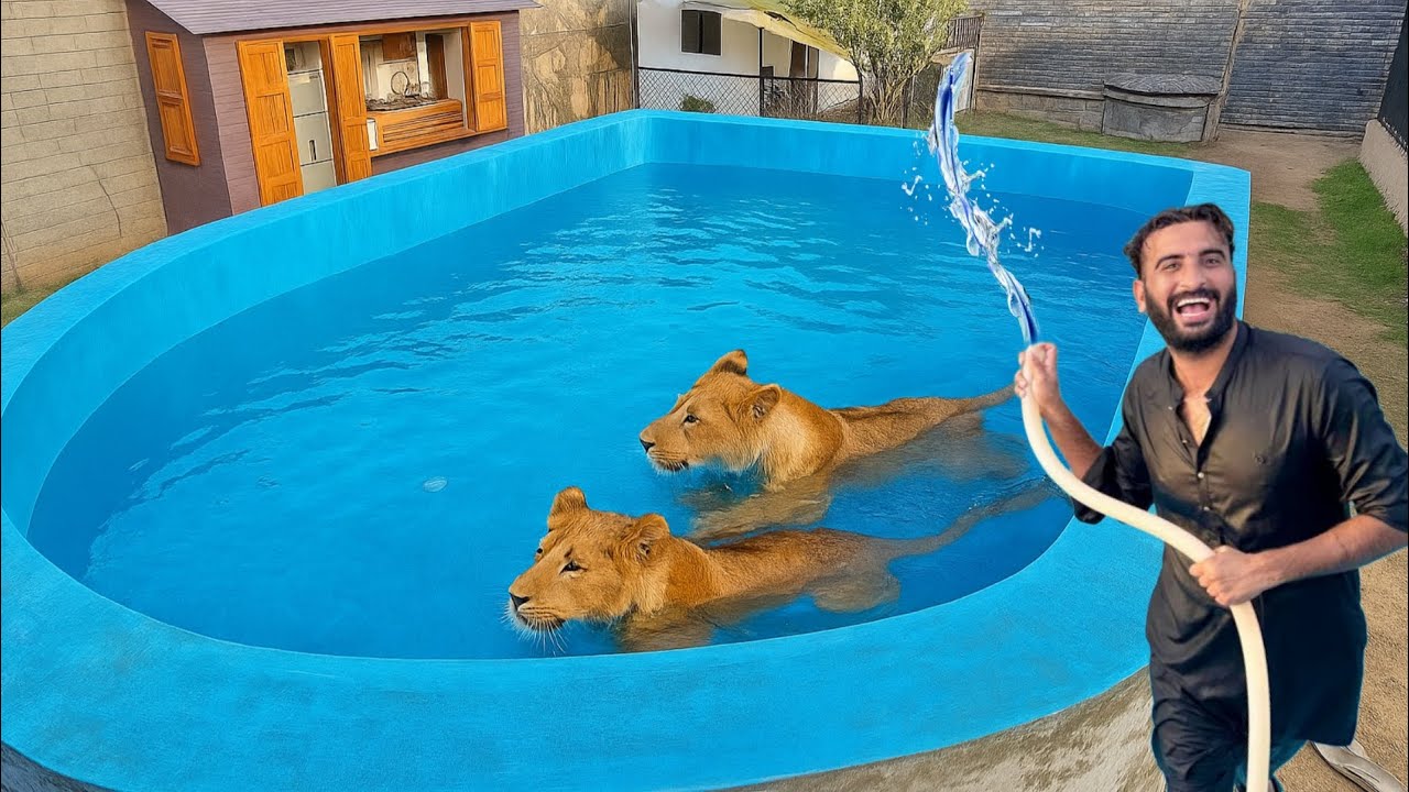 Swimming Pool Mai Liger or Lara Ko Nehla Diya Aaj To 🥰 || Shehr Main ...