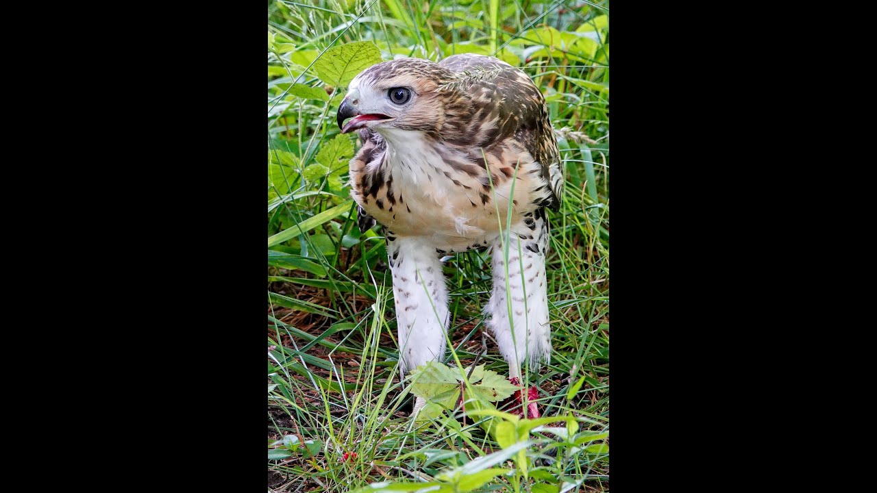 Fledgling Hawk Enjoys Carcass - YouTube