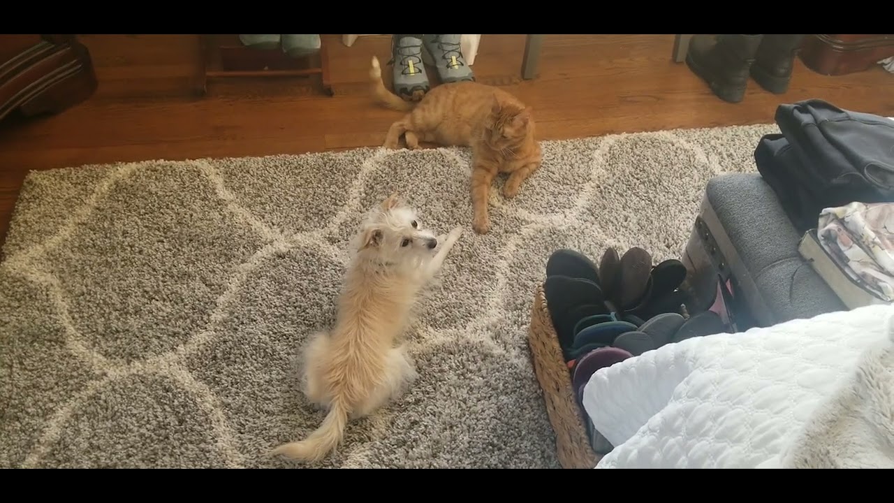 A Companionable Pause (Paws?) - YouTube