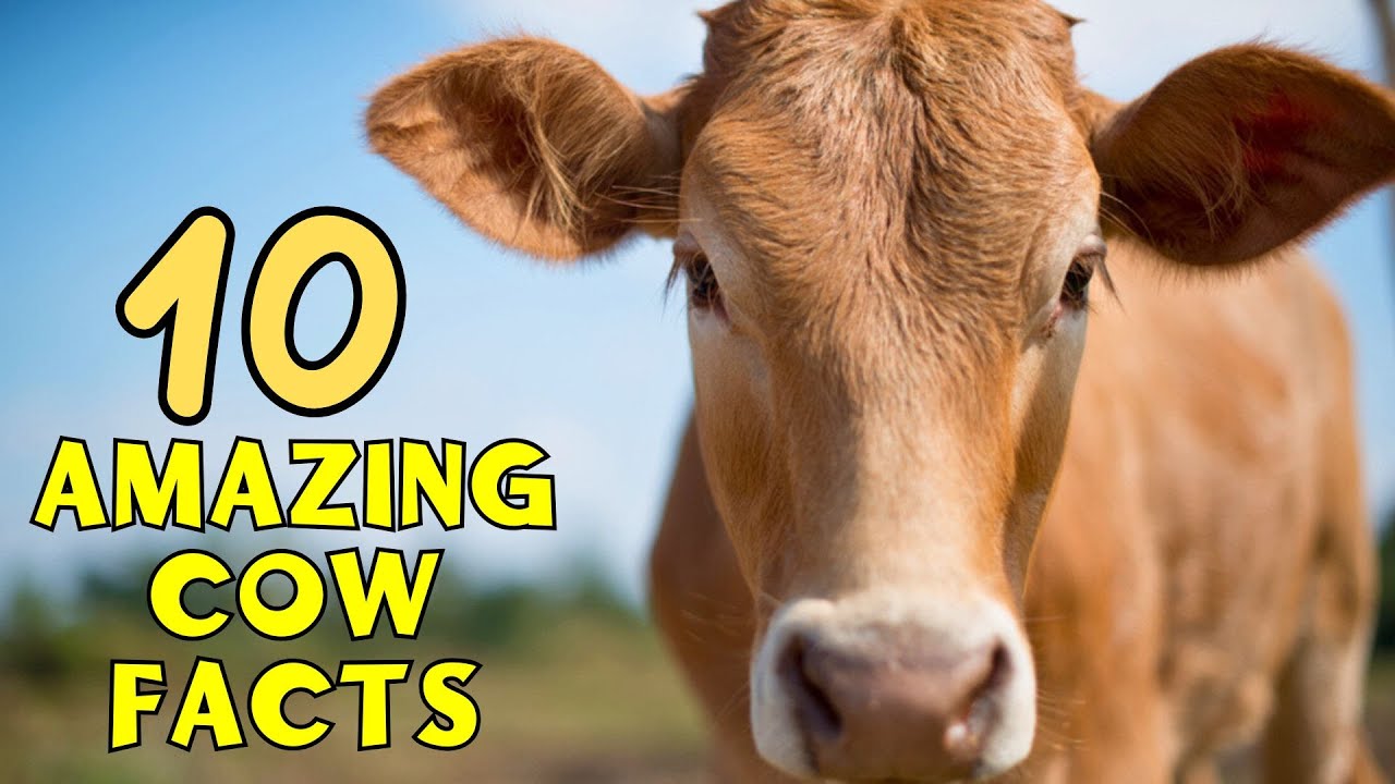 10 Mind-Blowing Facts About Cows You Never Knew! - YouTube