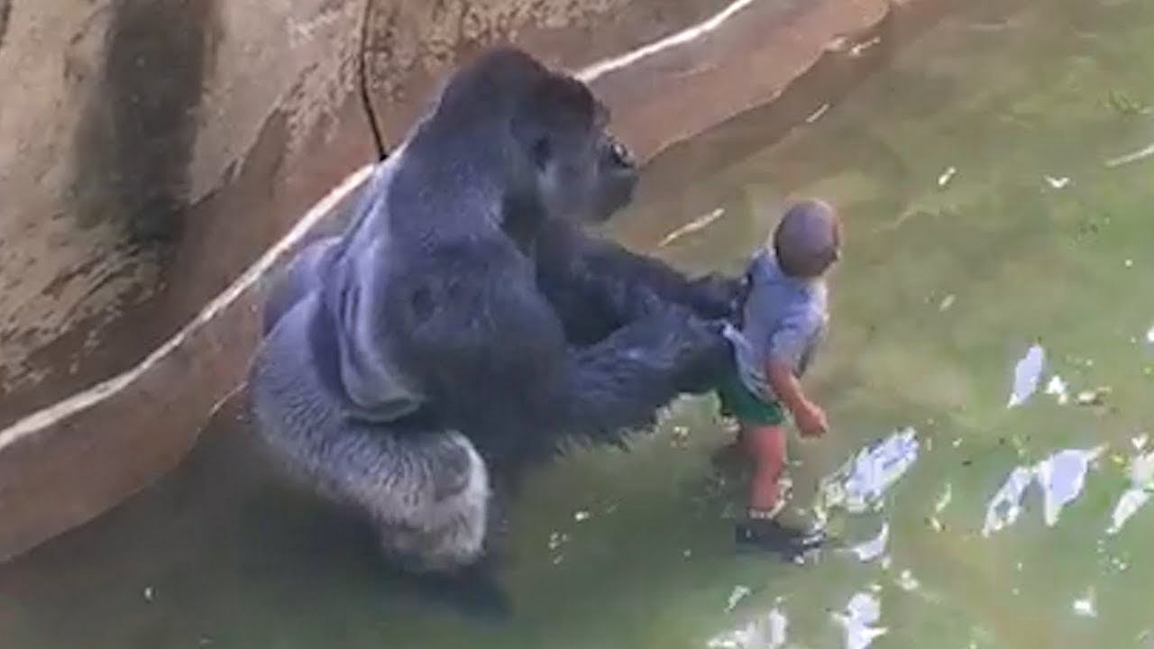 Hero animals saving humans caught on camera! - YouTube