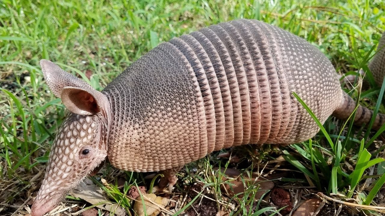 Diferença Entre Tatu E Peba - FDPLEARN