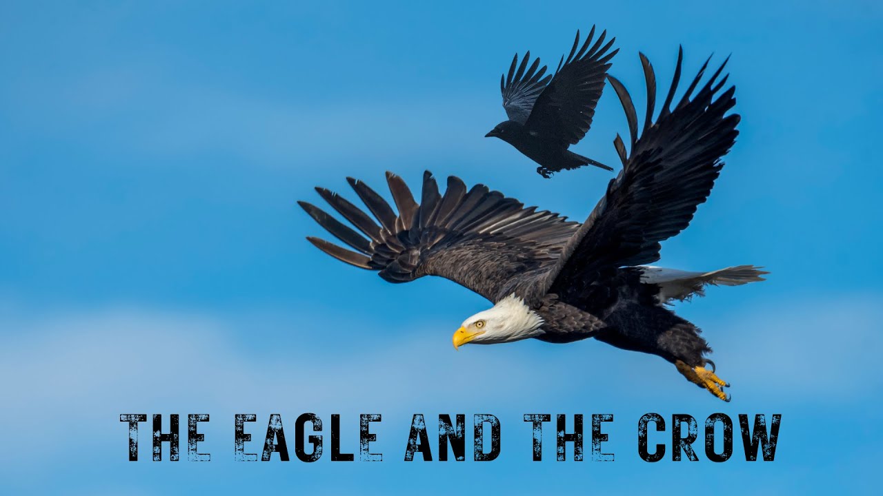 Motivational story GO HIGHER | Eagle and Crow story | eagle vs crow | short story. - YouTube