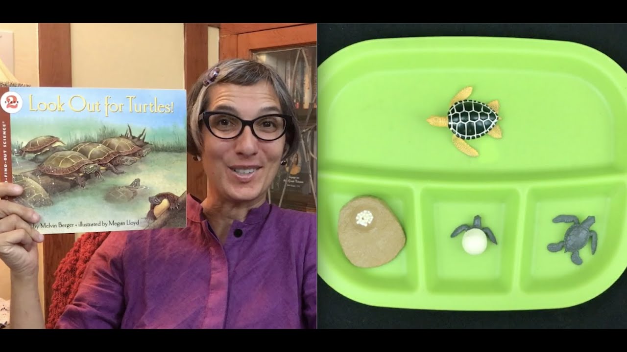 Turtle | Life Cycle | Science | Read Aloud | Story - YouTube