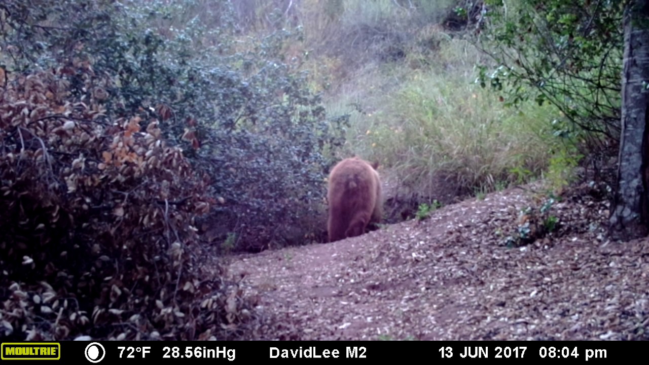 Black bear - Ojai, CA 6-13-17 - YouTube