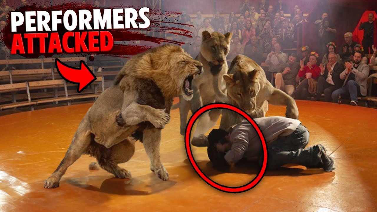 These 3 Exotic Animal Trainers Were RIPPED APART In Front of Audience ...