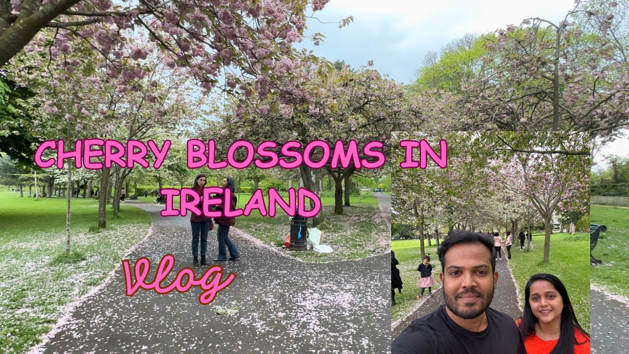 Springtime in Ireland: Cherry Blossoms 🌸 🌷 - YouTube