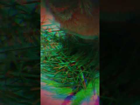 Simba the cat eats grass! Simba is a cow!!! - YouTube