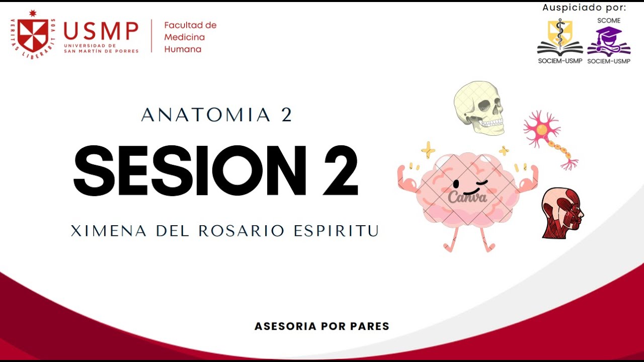 ANATOMÍA HUMANA II - SESIÓN 2.2: CUELLO PARIETAL 2 - XIMENA ESPIRITU ...