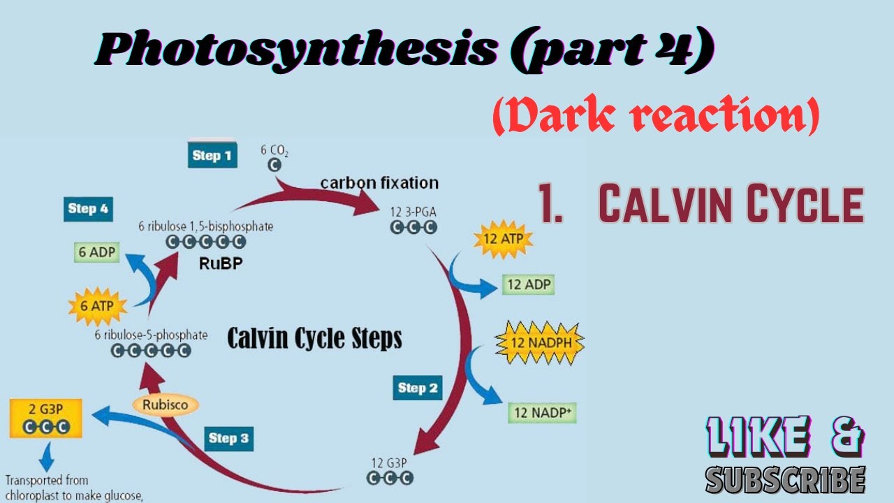 Photosynthesis (part4): Dark reaction 1- Calvin Cycle I C3 cycle # ...