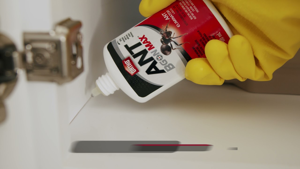 Ortho Ant B Gon Max Ant Eliminator Liquid - YouTube