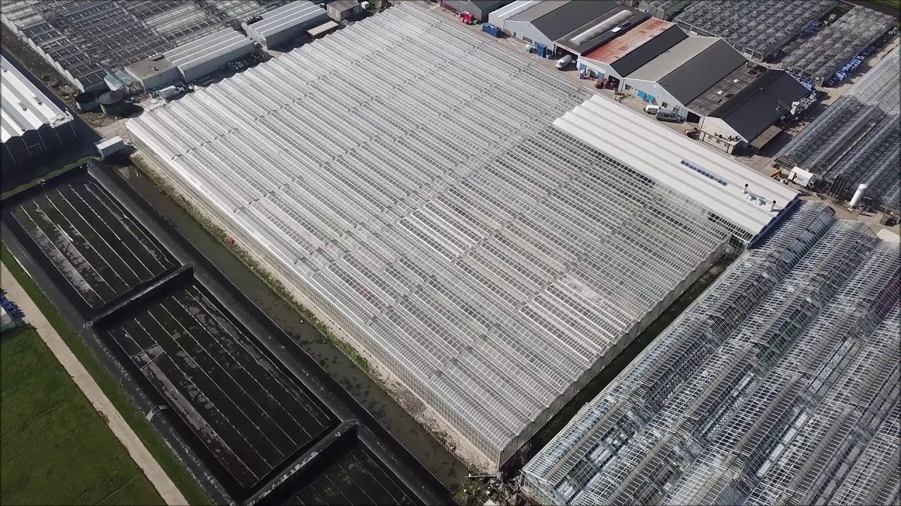 Back-cross factory for Syngenta at Enkhuizen - VB