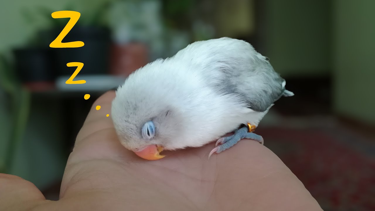 Tale of a Napping Bird _ The Little Love Bird Sleeping Zzz ... - YouTube
