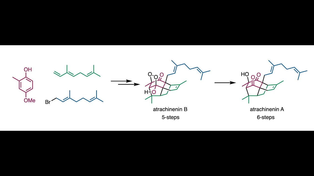 Biomimetic Total Synthesis of Atrachinenins A and B with Sarah French ...