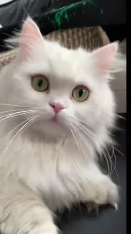 Kitty Beep Beep Beep Big Beep~83小貓咪嗶波嗶波大嗶波～83 - YouTube