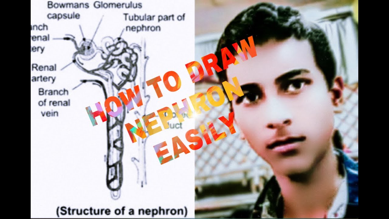 How to draw nephron in a very simple way 😜😗😘😋(for step by step ...