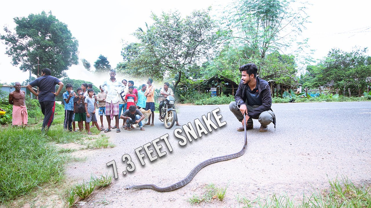 7.3 feet big snake rescued from inside the wall, had to break walls to ...