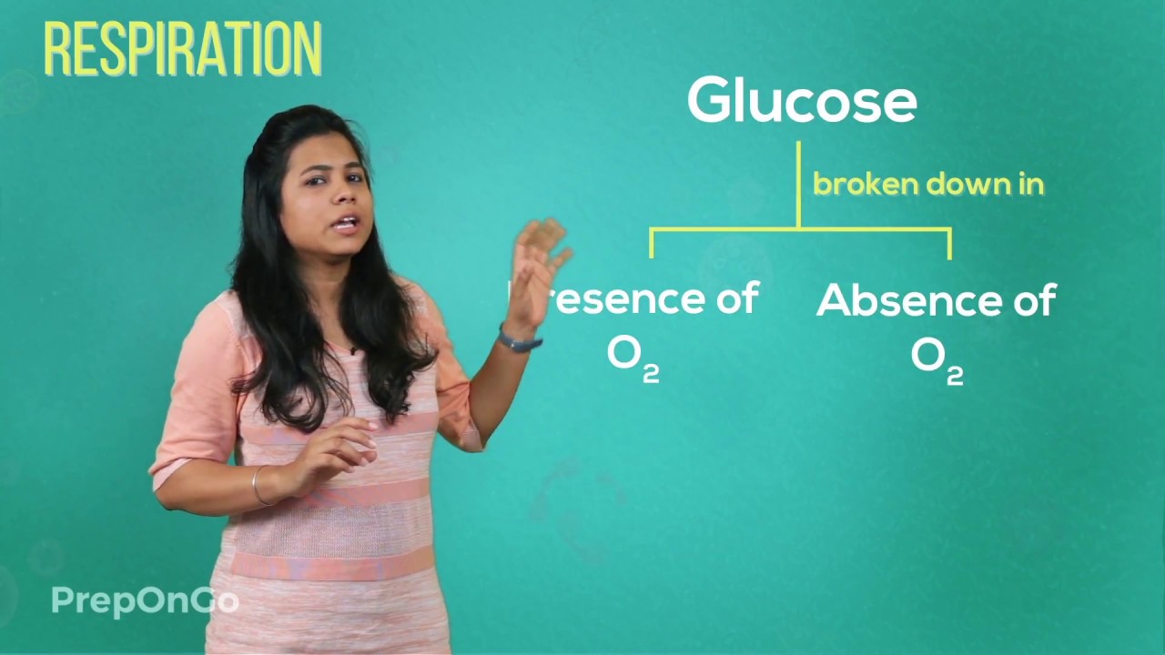 Life Process - 6 | Introduction to Respiratory System | CBSE Class 10 ...