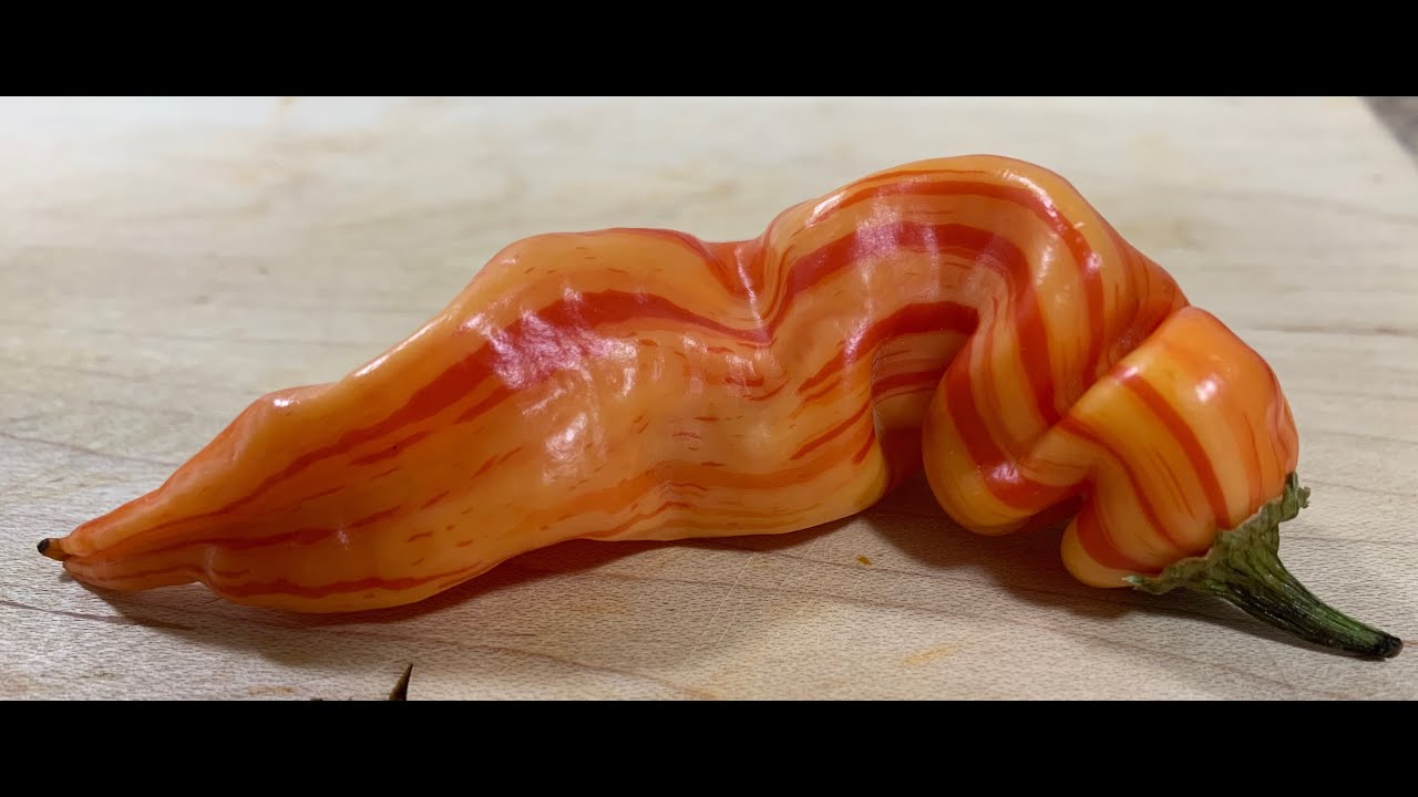 POD REVIEW! Sugar Rush Striped grown by Jeff Contonio sent to me by ...