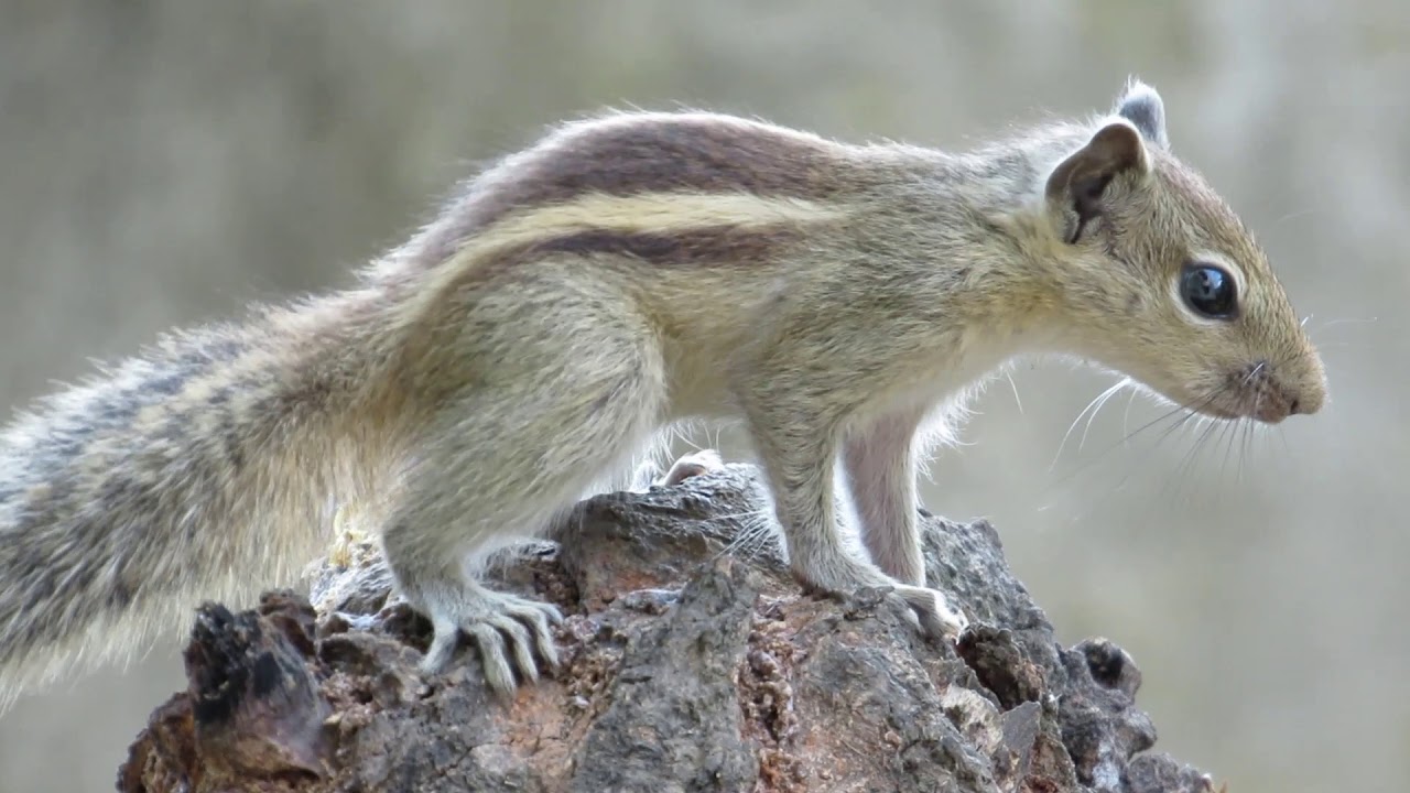 Small Squirrel with sound - YouTube