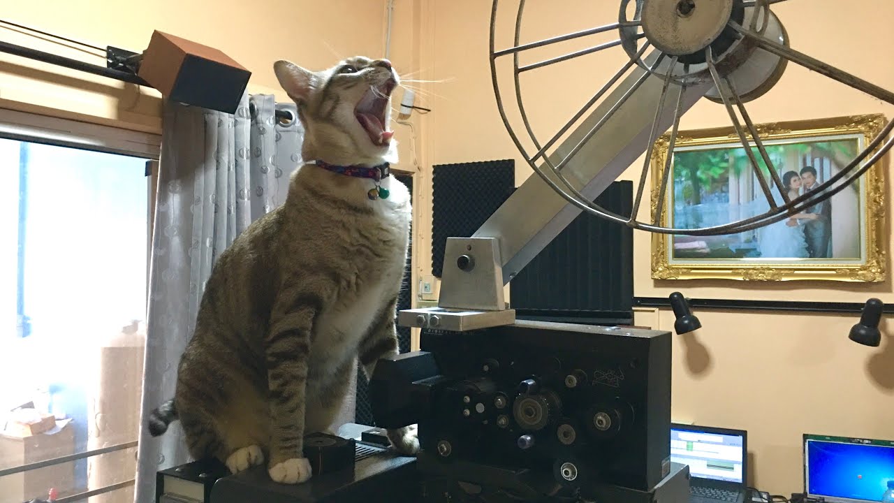 film projector vs cat - YouTube