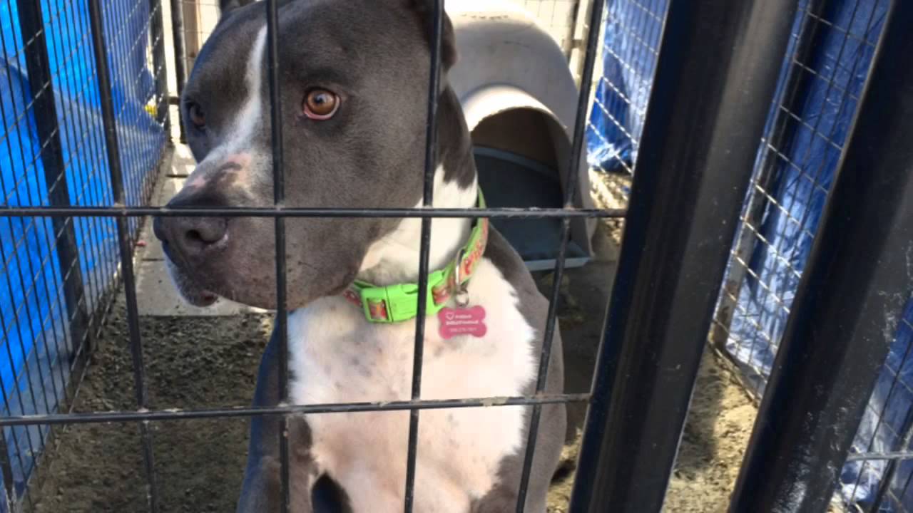 Fresno Bully Rescue wins $75,000 donation from Designer Shoe Warehouse ...