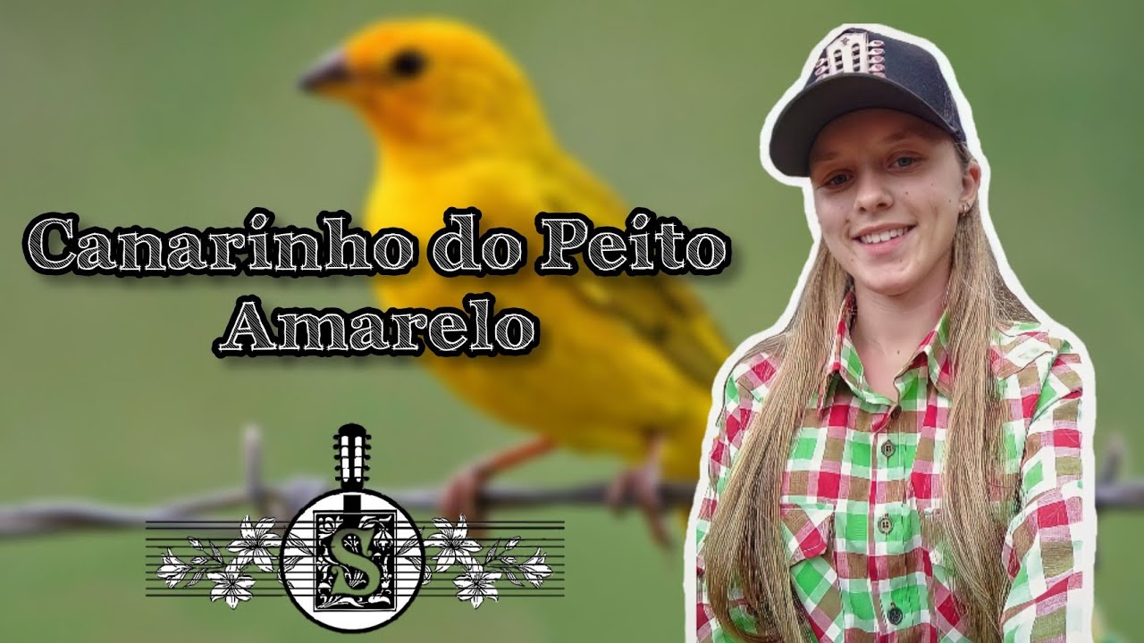 Música Canarinho Do Peito Amarelo - RETOEDU