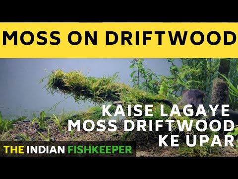 How to attach Java Moss to Driftwood - YouTube