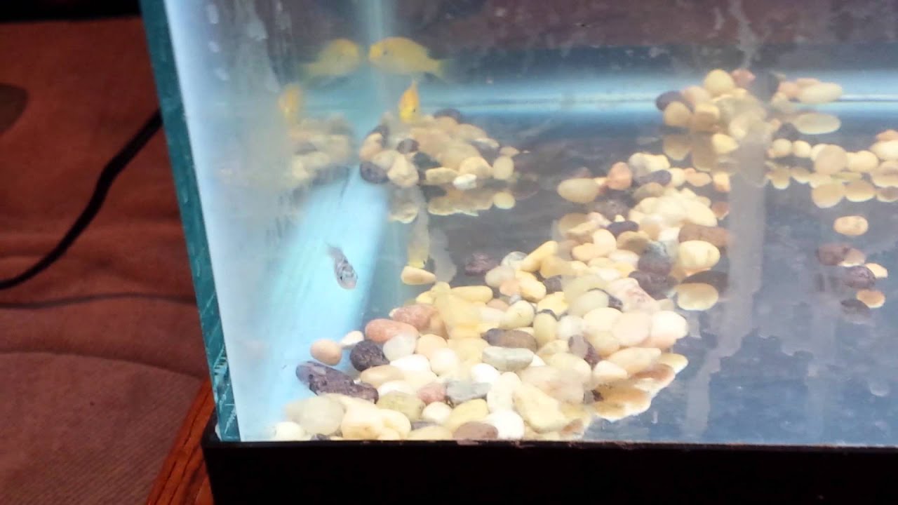 cichlid babies update 10 gal. - YouTube