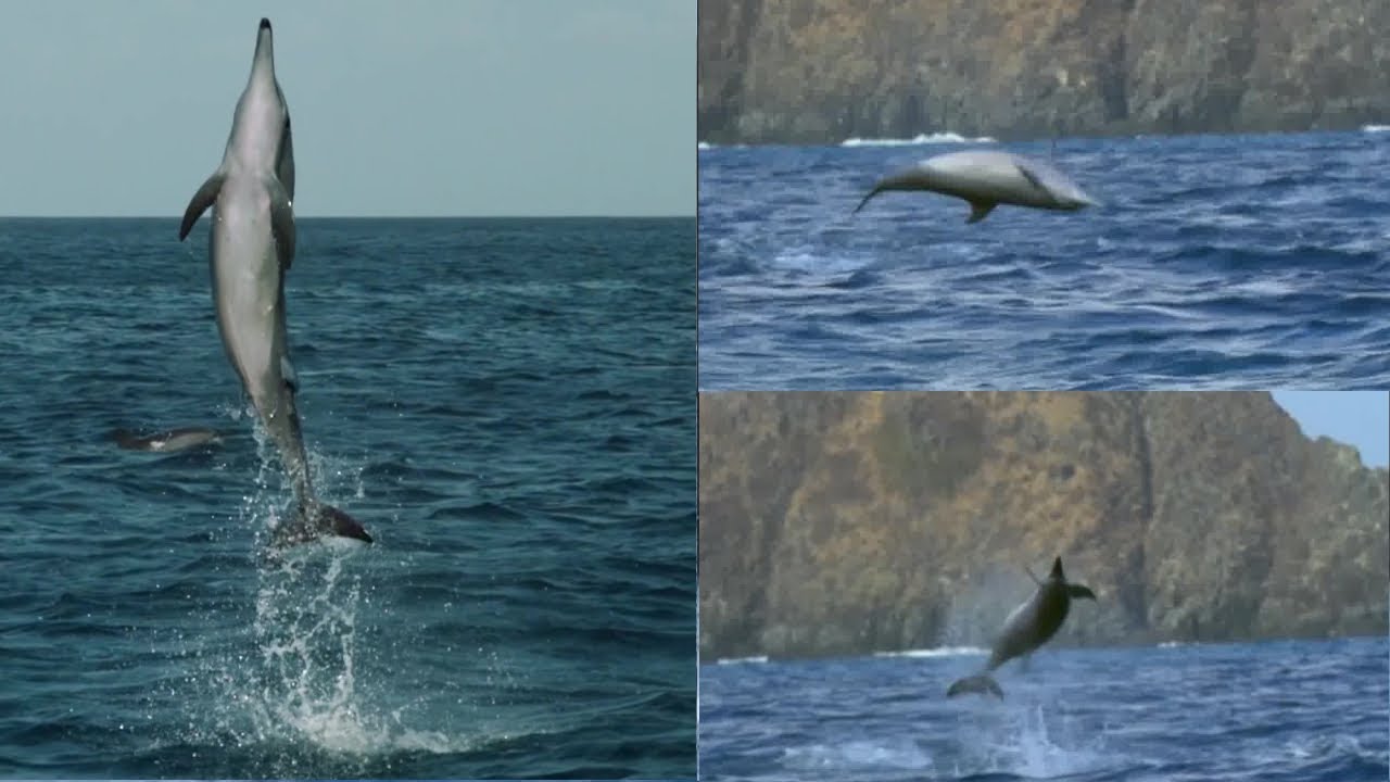 Acrobatic jumps of dolphins - YouTube