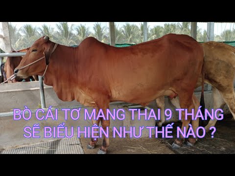 Biểu Hiện Của Bò Cái Tơ Mang Thai 9 Tháng | Nuôi Bò Sinh Sản | Ngô Tân Farm
