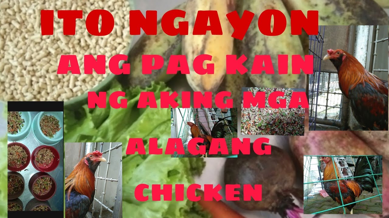 ito ngayon ang pag kain ng aking mga alagang chicken - YouTube