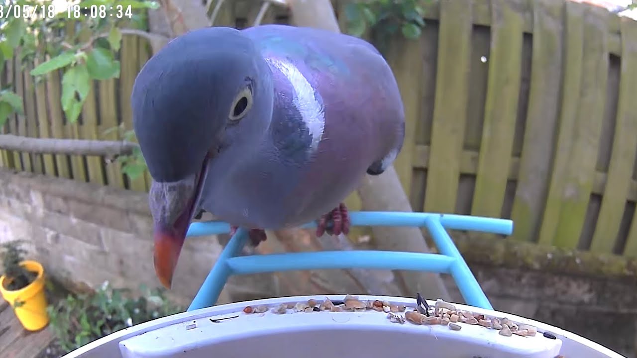 A wood pigeon having a sneaky turn on the garden birdfy #bird - YouTube